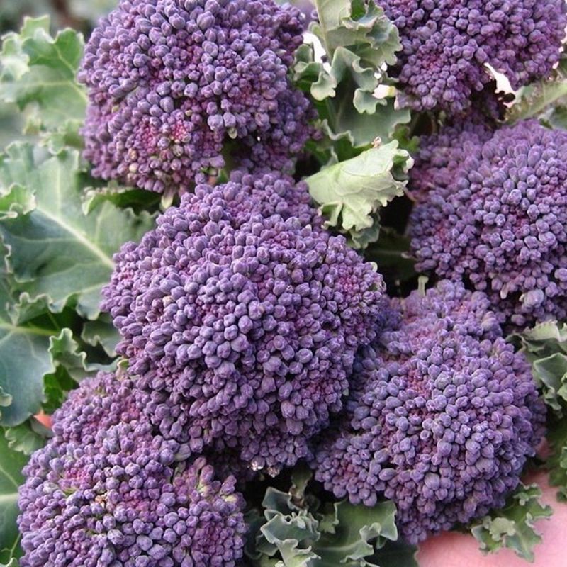 Broccoli Purple Sprouting 'Summer Purple' - Pack of TWELVE Plants