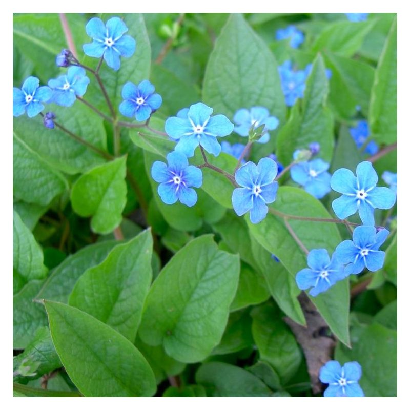 Brunnera macrophylla