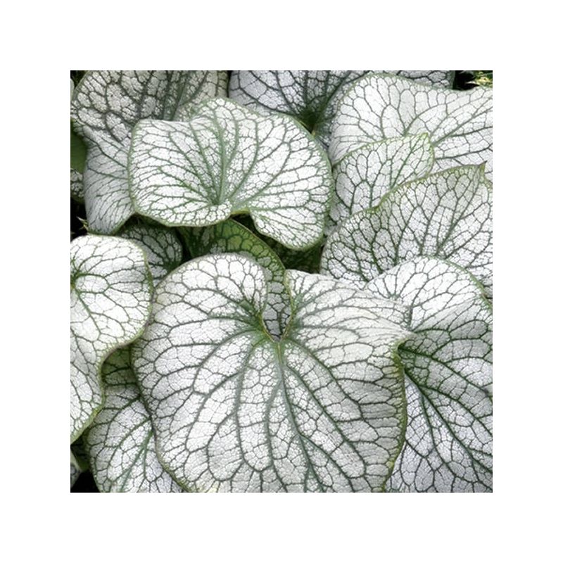 Brunnera Alexander's Great