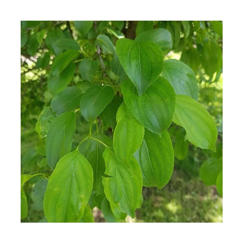 Rhamnus Cathartica - Buckthorn - Bare Root Hedging 60-80cm - Pack of 12