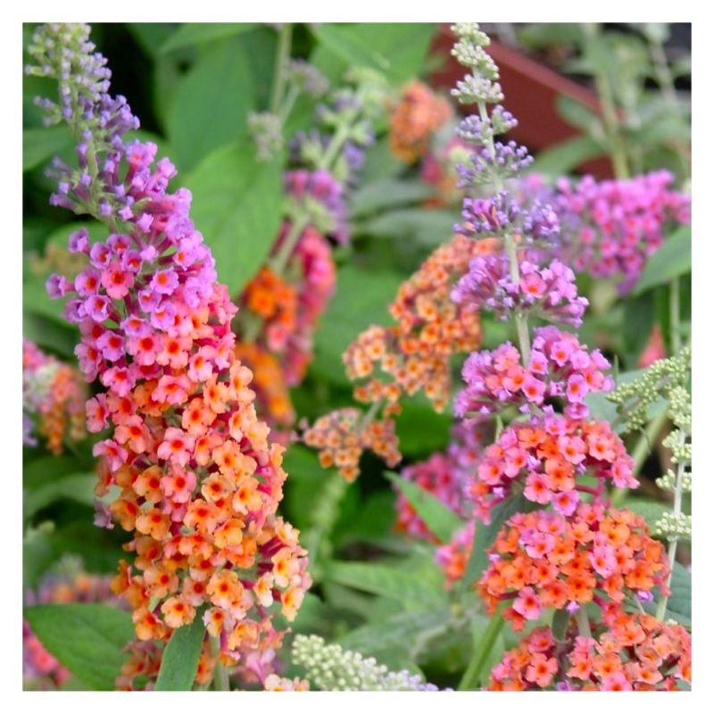 Buddleja Bicolour - Butterfly Bush Buddleia × weyeriana Bicolor - Rare ...