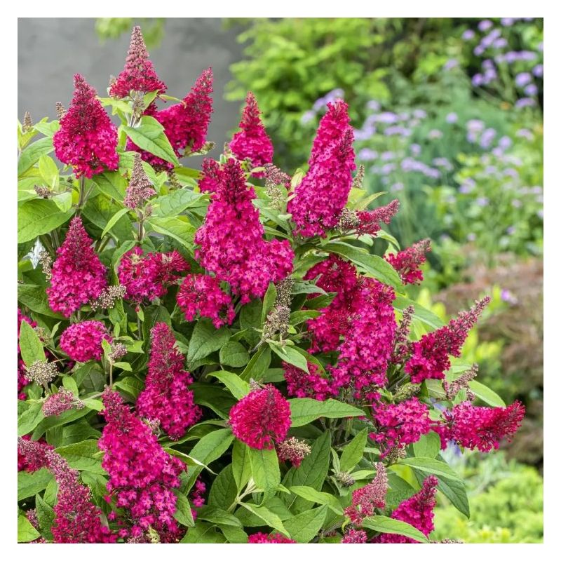 Buddleja Butterfly Candy Little Ruby - Dwarf Buddleia Butterfly Bush
