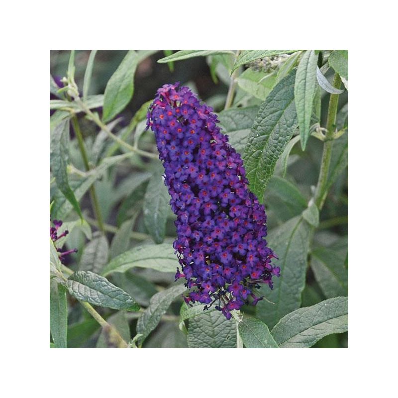 Buddleia Midnight Skies - Buddleja Butterfly Bush