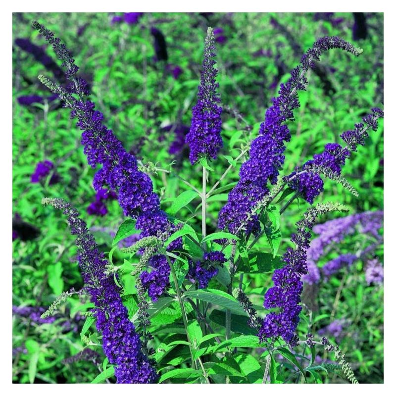Buddleja davidii Empire Blue - Royal Blue Buddleia Butterfly Bush