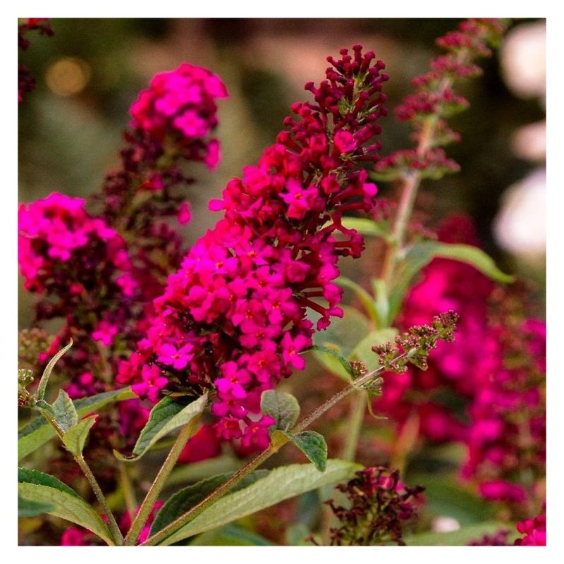 Buddleja davidii Royal Red - Butterfly Bush - Red Buddleia - LARGE