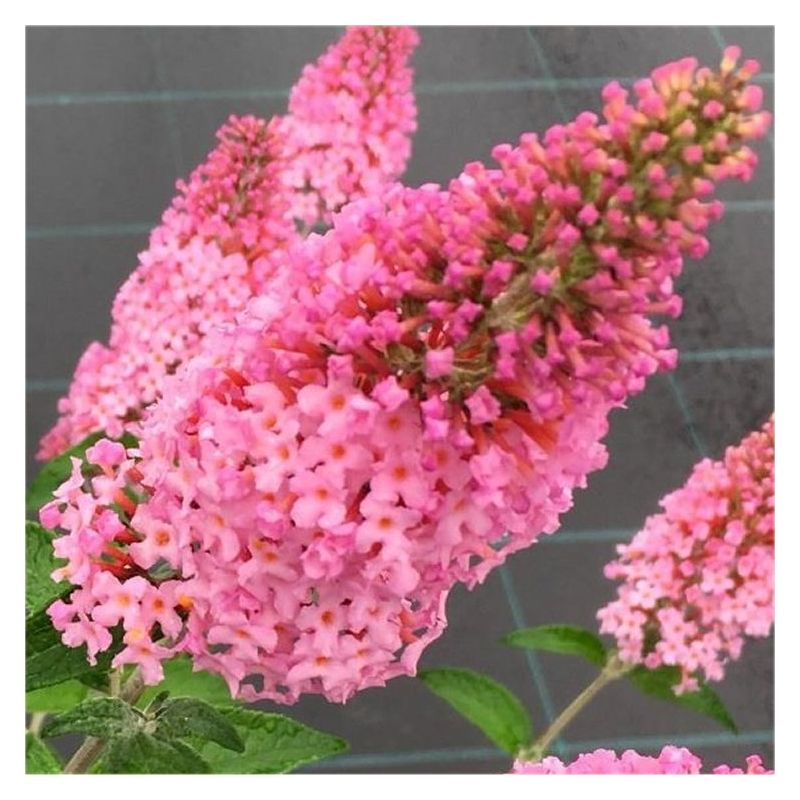 Buddleja davidii Pink Panther - Buddleia - Butterfly Bush