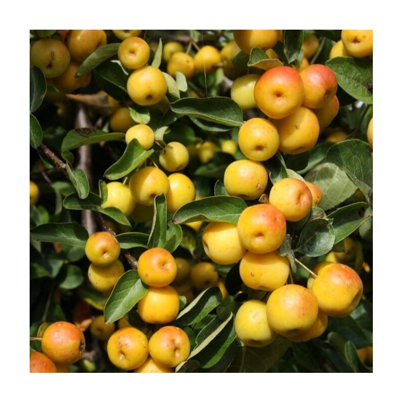 Crabapple Tree - Malus Butterball