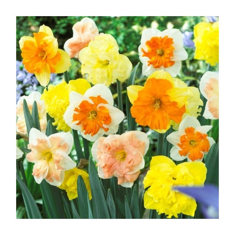 Daffodil Butterfly Mix - Pack of 15 Bulbs