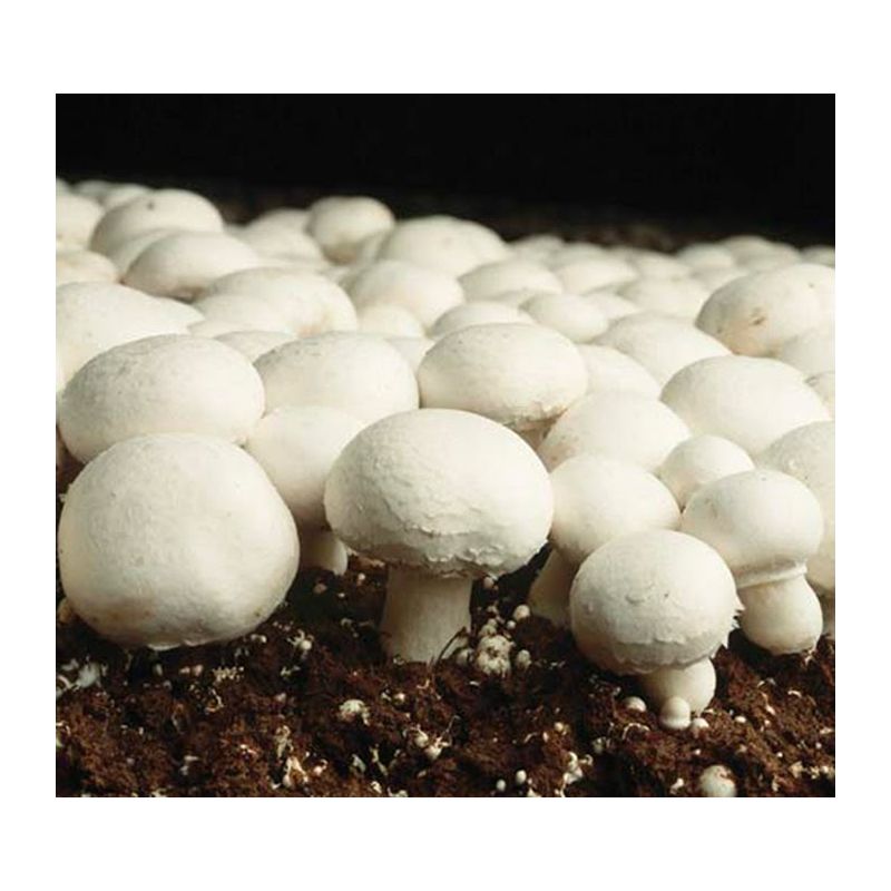 Button Mushroom Grow Kit - Produce your own Tasty Crops at Home