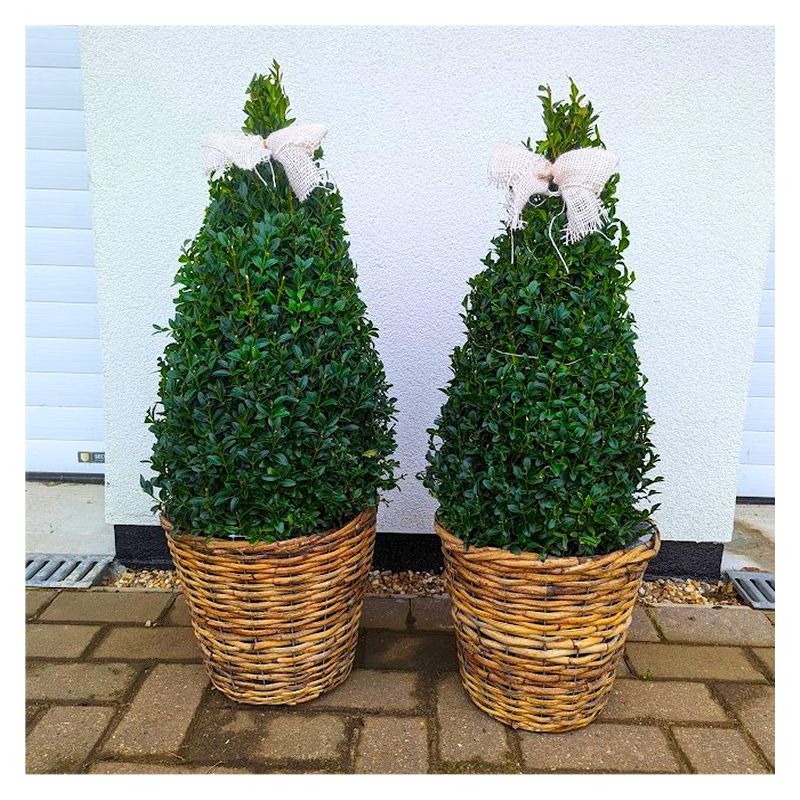 Pair of Topiary Box PYRAMIDS with Stylish Cane Baskets - Perfect for Patios