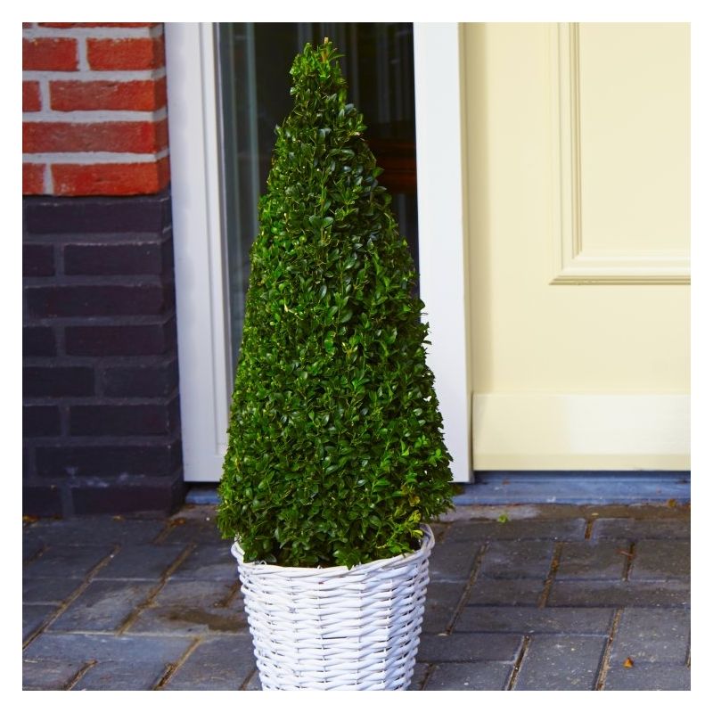 Premium Quality Topiary Buxus PYRAMID - circa 80cm