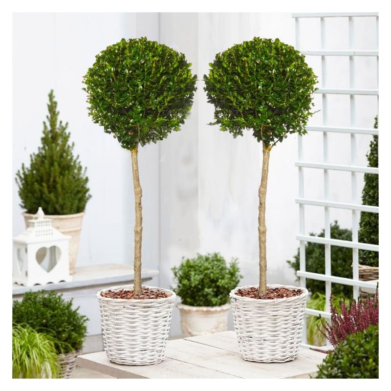 PAIR of Topiary Evergreen Buxus Lollipop Standard Trees - Stylish ...