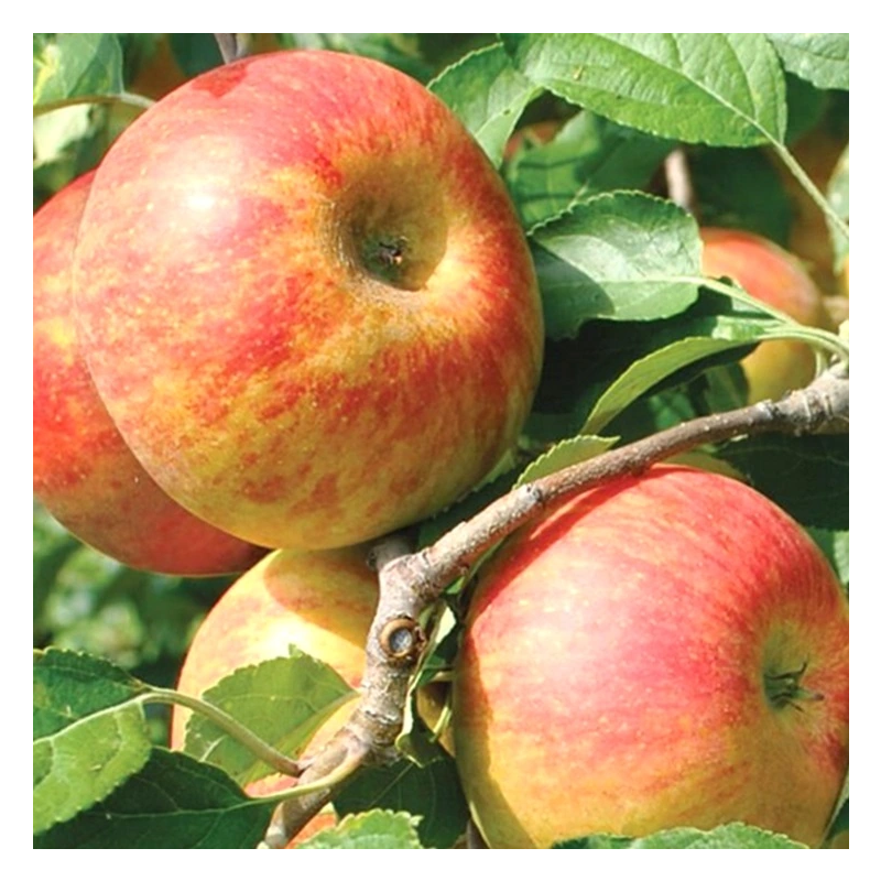 Apple Tree - Cox Self Fertile (MM106)