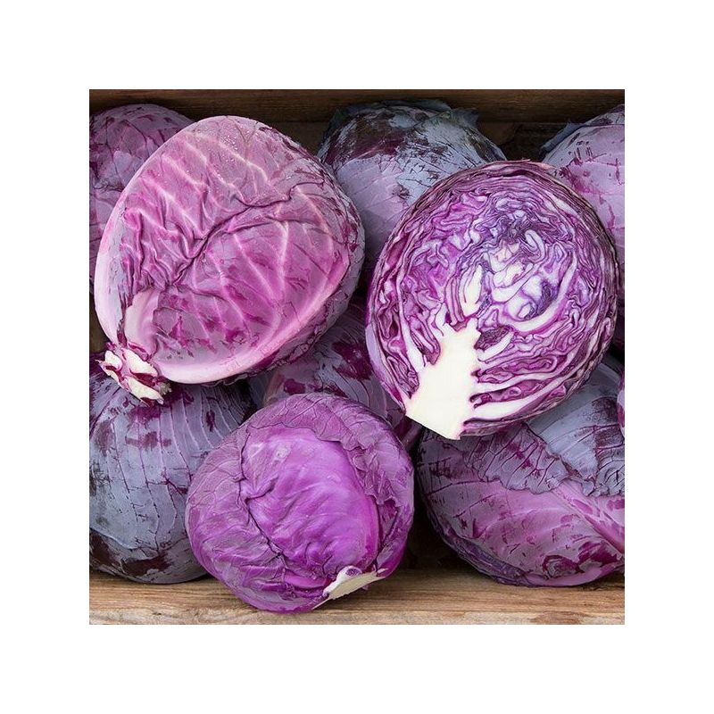Cabbage 'Red Jewel' - Pack of TWELVE Plants