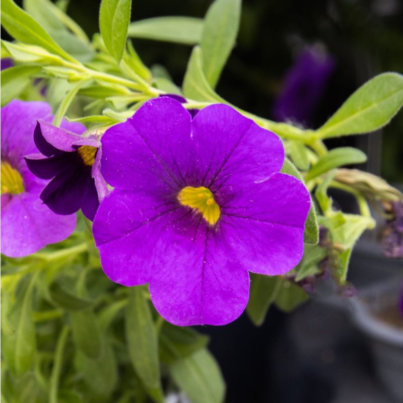 Calibrachoa Mini Petunia - Deep Blue