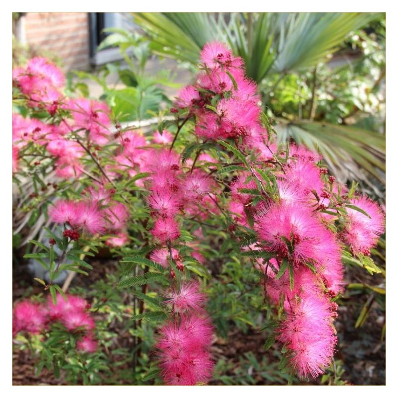 Calliandra Dixie Pink - Surinam Powder Puff Tree
