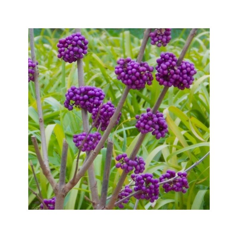 Callicarpa 'Profusion' - Beauty Berry - Purple Berries