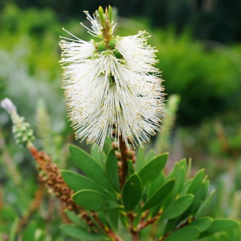 Callistemon White Anzac - Rare White Snow Flowering Australian ...