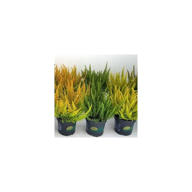 Heather Plant Collection - Calluna vulgaris Skyline Series - Pack of ...