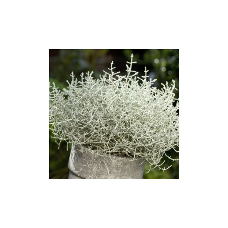 Calocephalus brownii - LARGE Silver Threads Plant