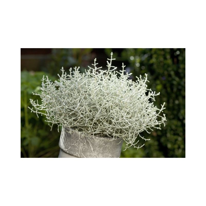 Calocephalus (Leucophyta) brownii - Silver Threads Plant