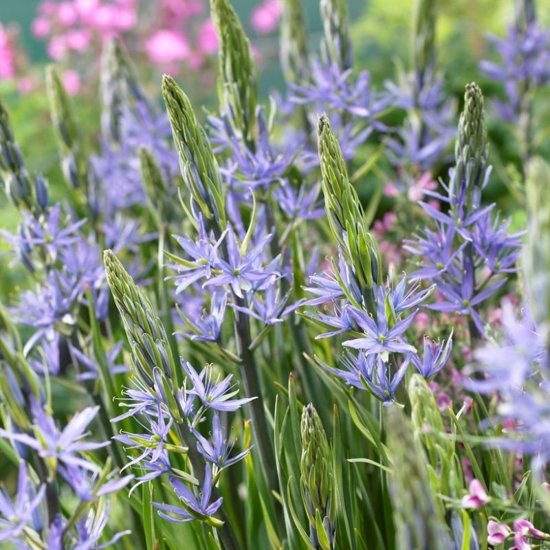 Camassia leichtlinii Caerulea