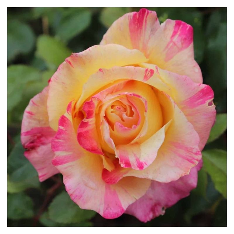 Rose 'Camille Pissarro' - Floribunda Rose