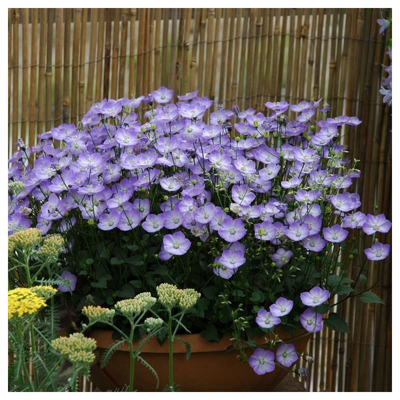 Campanula carpatica Samantha