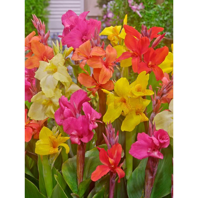 Canna Mixed - Pack of 15 Bare Root Plants