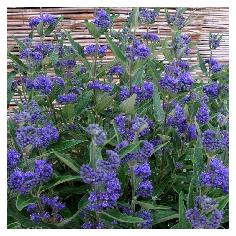 Caryopteris x clandonensis Thetis