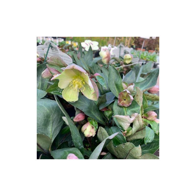 Helleborus Viv' Valeria' - Hellebore