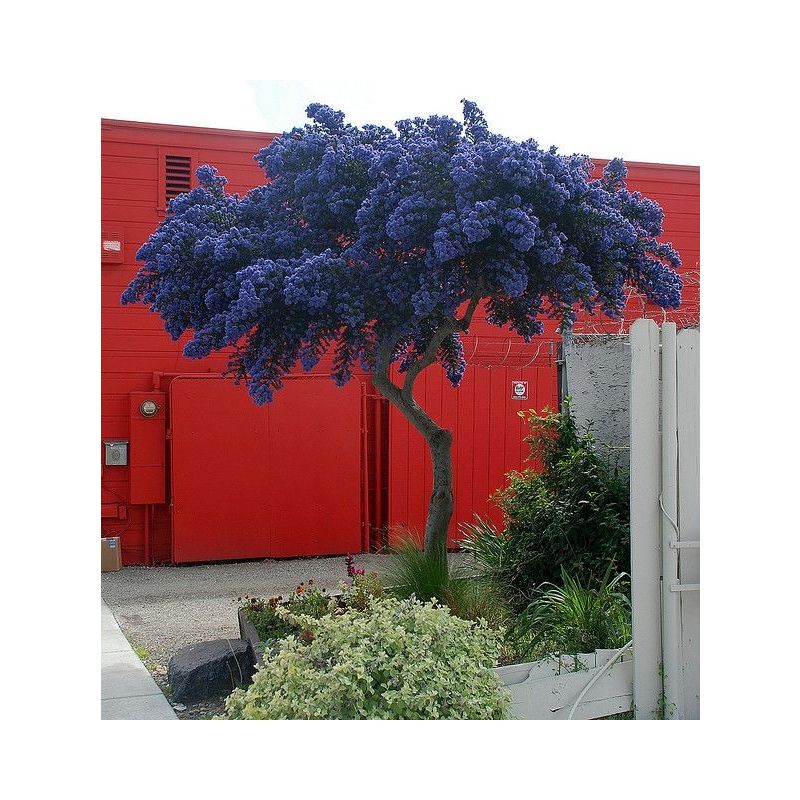 Evergreen California Lilac Tree - Patio Standard Ceanothus CONCHA Tree