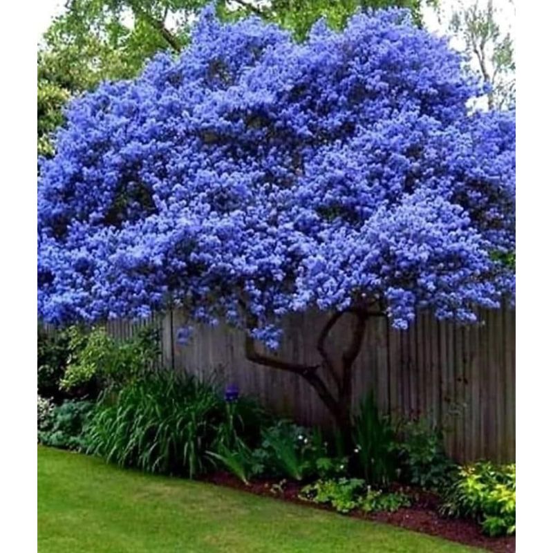 Ceanothus arboreus Trewithen Blue - circa 180-200cm tall - Californian ...