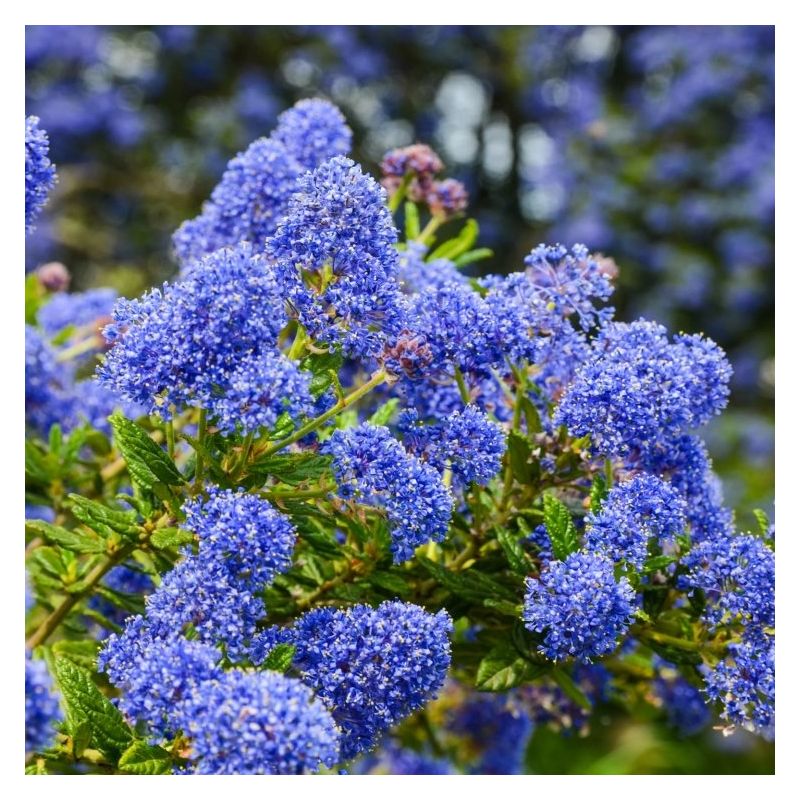 Ceanothus Tilden Park