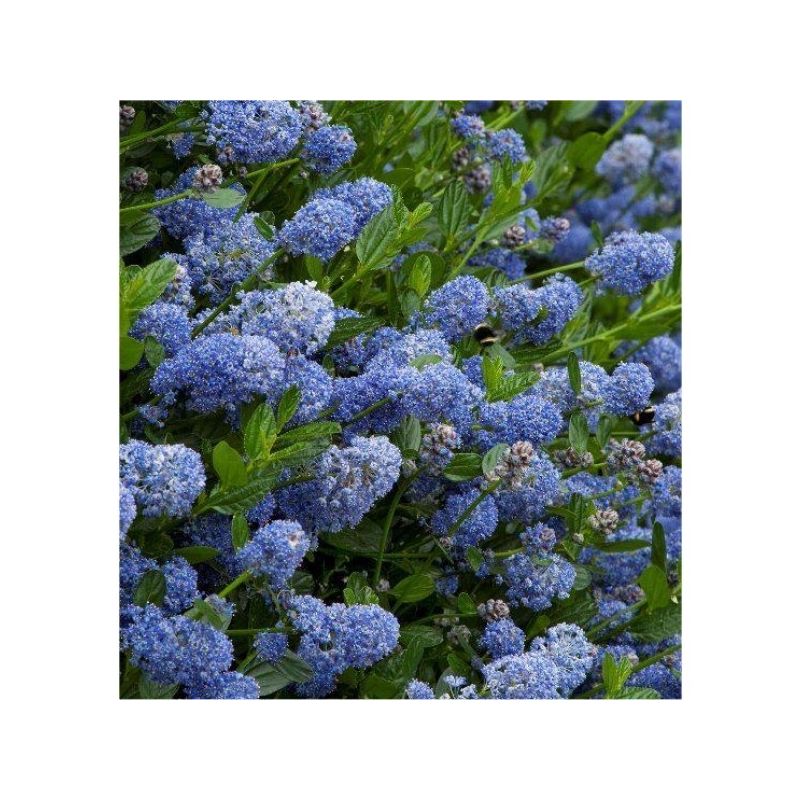 Ceanothus Victoria - Evergreen Californian Lilac - Large Specimen Plant ...