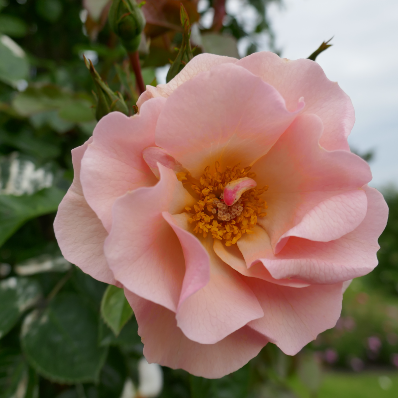 Rosa 'Checkmate' - Climbing Rose