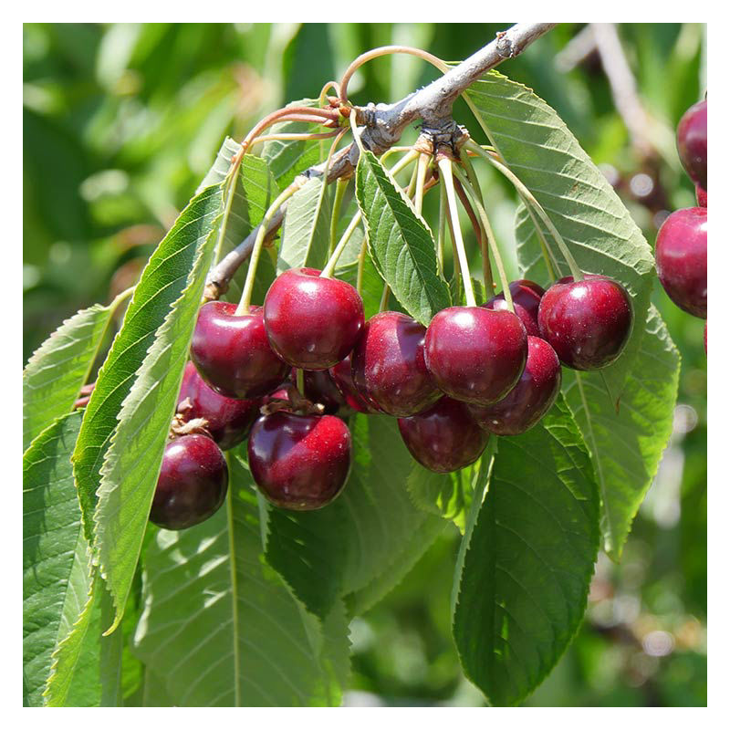 Cherry Tree - Sunburst Patio (Gisela 5) - 150-170cm Tall
