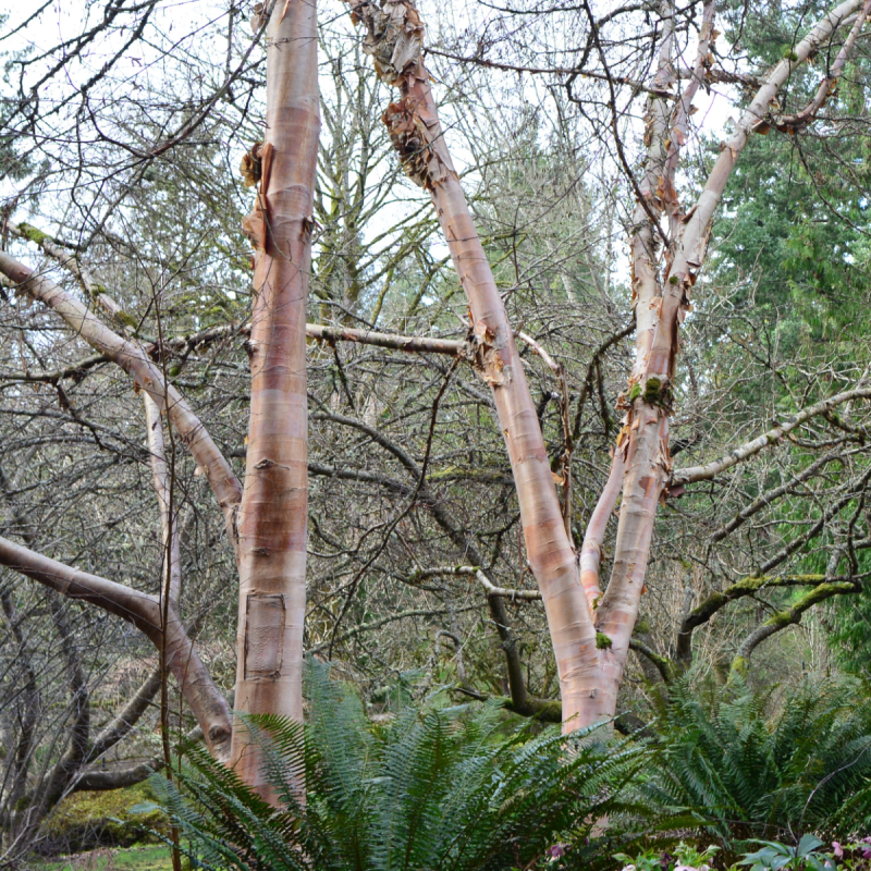 Betula Fascination - Chinese Red Birch - Circa 2m Tall