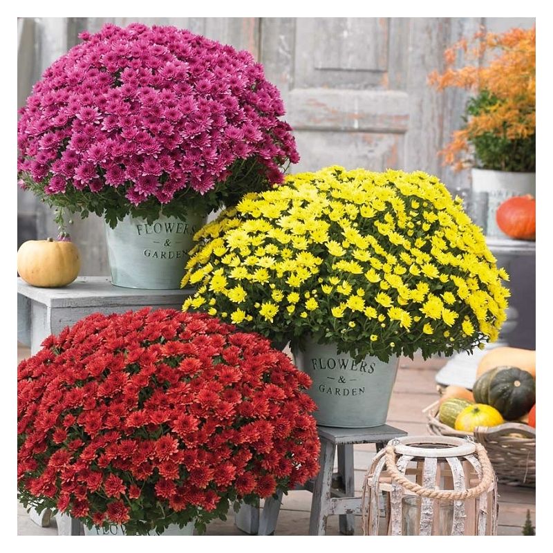 Colourful GIANT Garden Mum Balls - Chrysanthemums - Assorted Colours ...