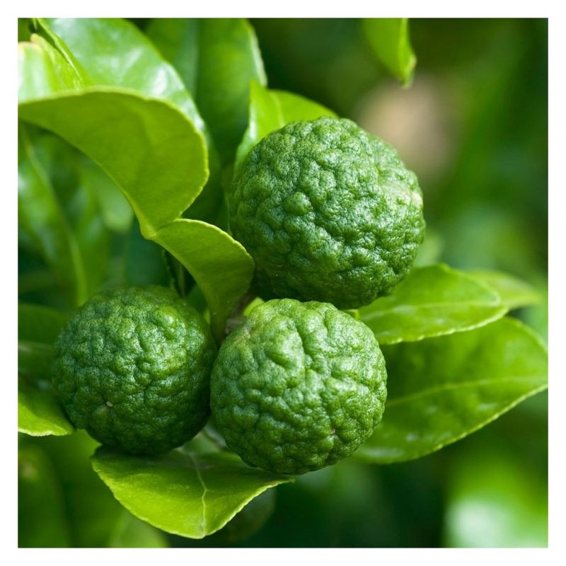 Kaffir Lime Tree Plant - Citrus hystrix