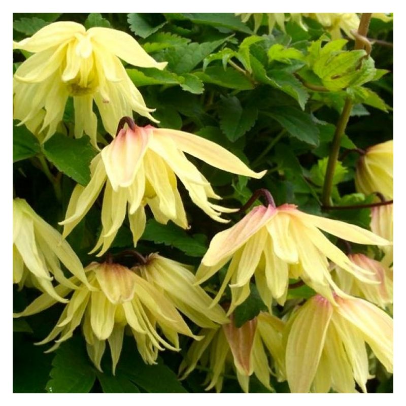 Clematis koreana Amber