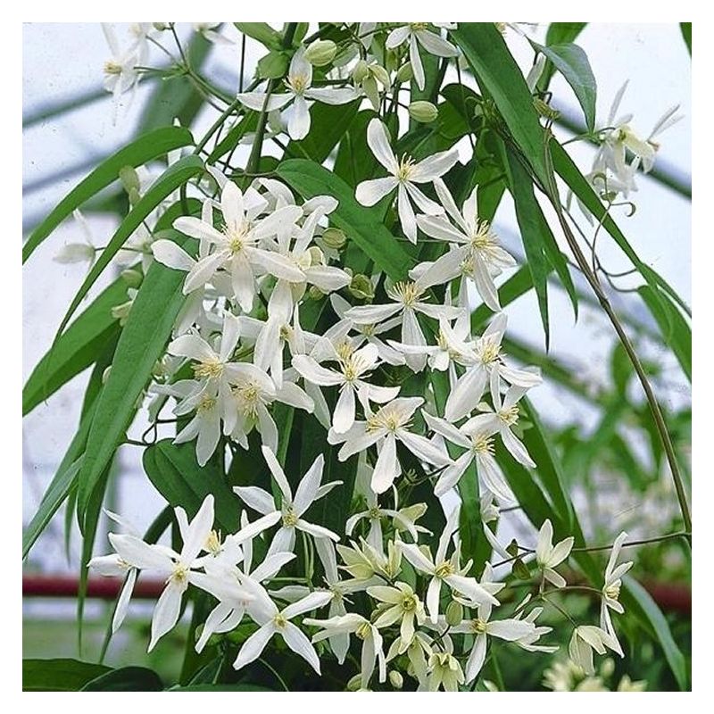 Large 6-7ft Specimen Plant - Clematis armandii SNOWDRIFT - Fragrant ...
