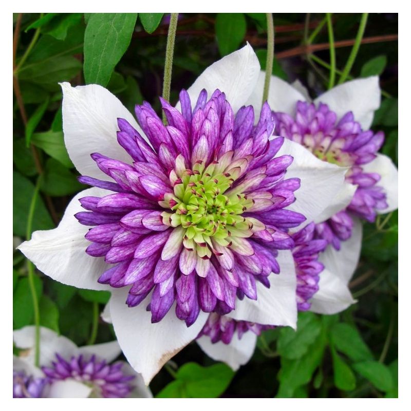Clematis florida Viennetta - Summer Flowering Clematis
