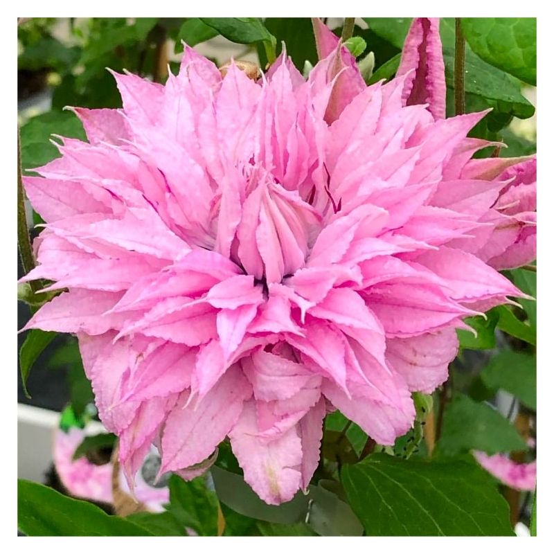 Clematis Multi Pink - Stunning Brand New & Exclusive hardy Climbing ...