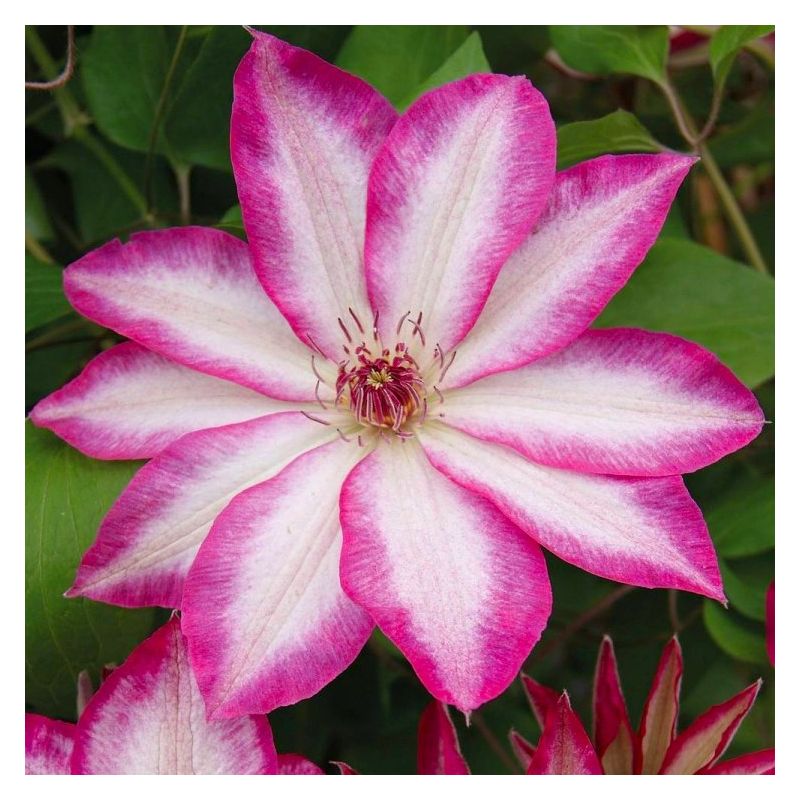 Clematis Picotee - Pink Kissed Summer Flowering Clematis