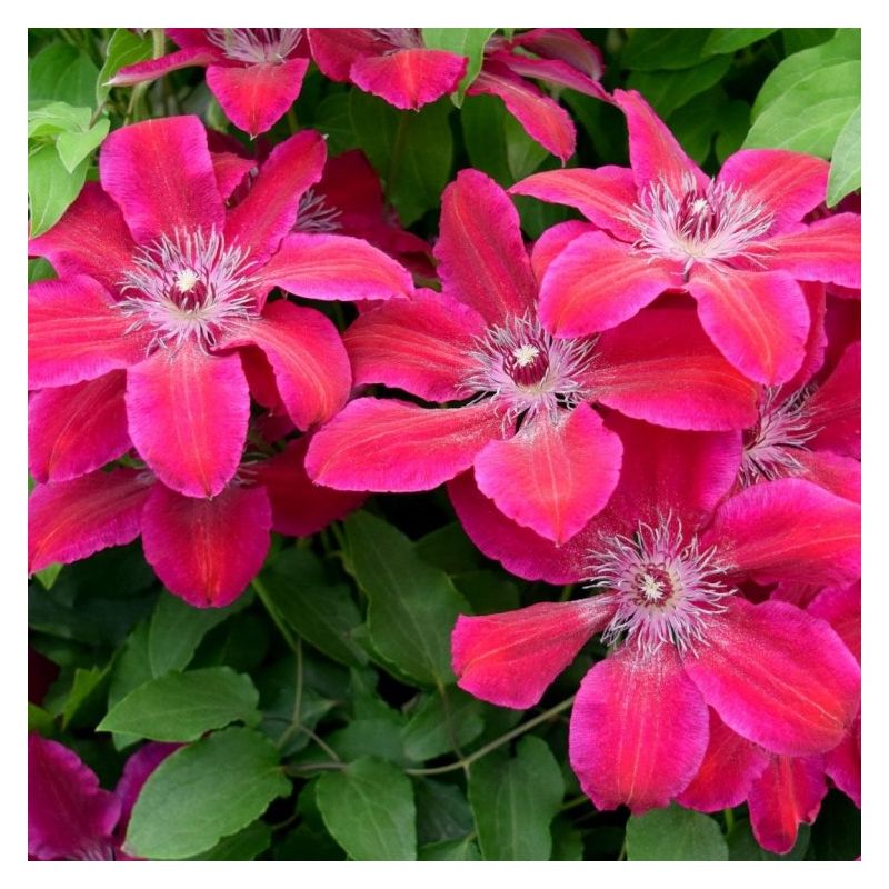 Clematis Ruby Glow