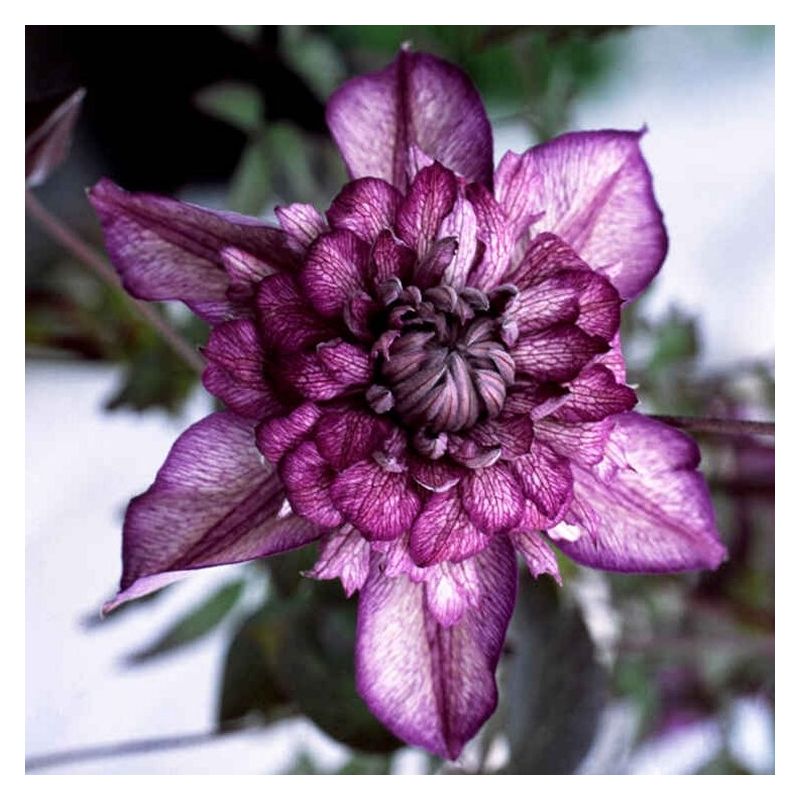 Clematis Cassis - Summer Flowering Clematis