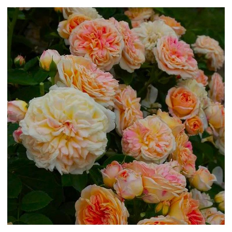 Climbing Rose 'Alchemist'