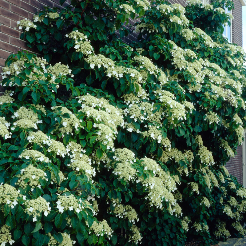 Hydrangea petiolaris - Climbing Hydrangea - Extra Large Specimen Plant