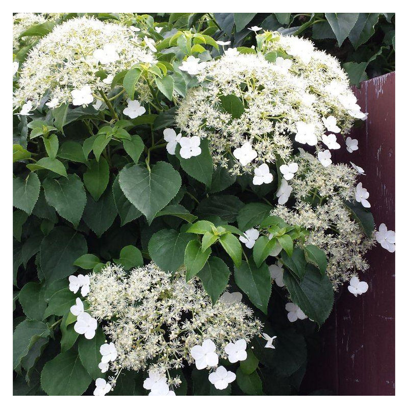 Hydrangea petiolaris - Climbing Hydrangea - Pack of THREE Hydrangea ...
